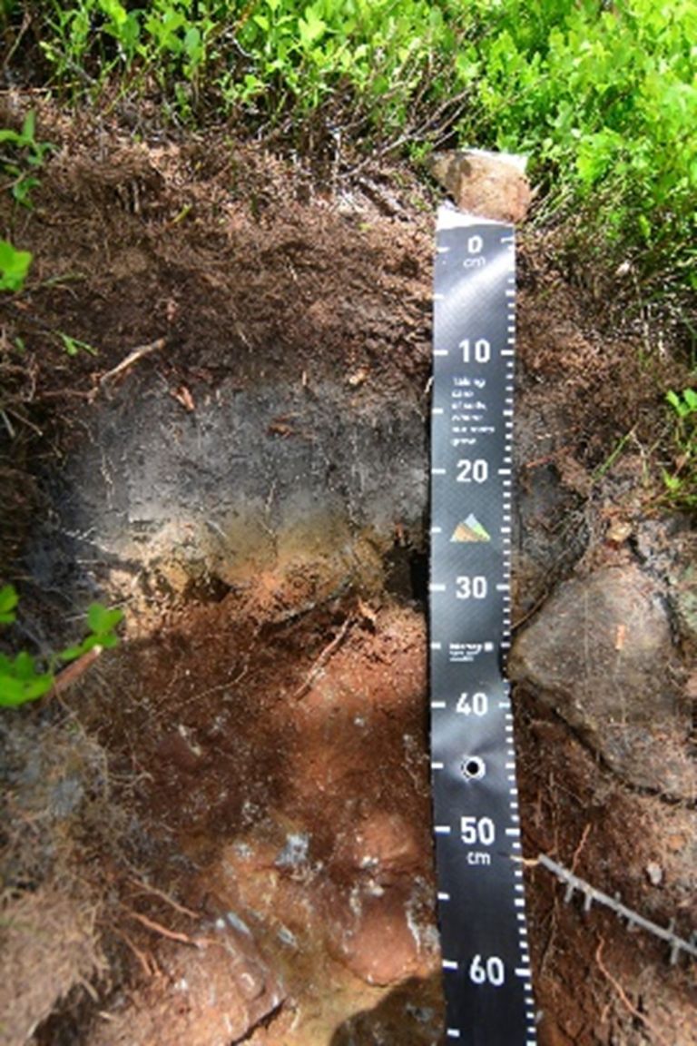 From Alpine Soils to Rice Paddies: an outlook into the soils and the ...