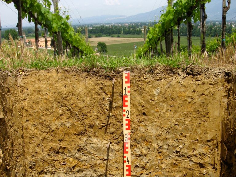 Soils and viticultural terroir of Central Italy – Centennial of the ...
